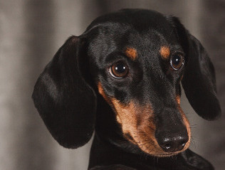 Hundemarkt: Hunde online finden - edogs.de